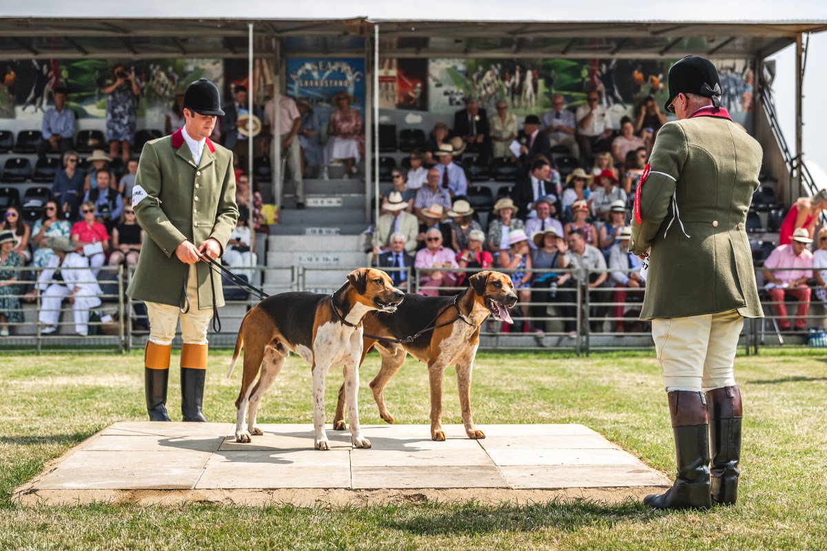 Association of Masters of Harriers and Beagles- AMHB – Festival of Hounds