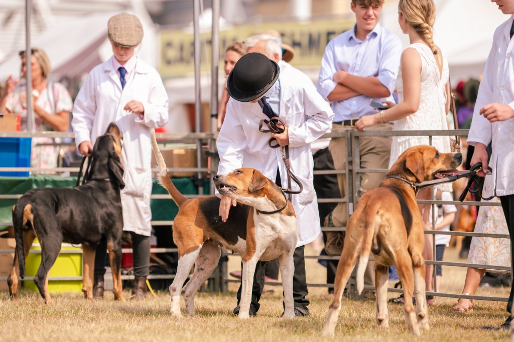 Young Handlers Class – Festival of Hounds